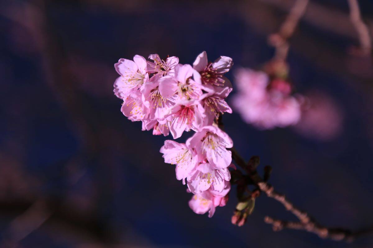 さくらライトアップLED照明｜鮮やかにさくらを照らす｜SAKURA TERAS®