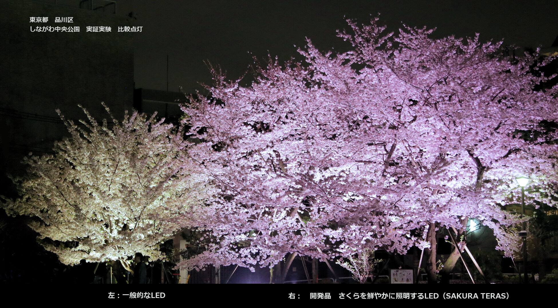 さくらライトアップLED照明｜鮮やかにさくらを照らす｜SAKURA TERAS®